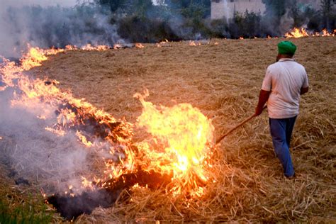 Burning Stubble Double Fine पराली जलाने पर दोगुना जुर्माना देना होगा