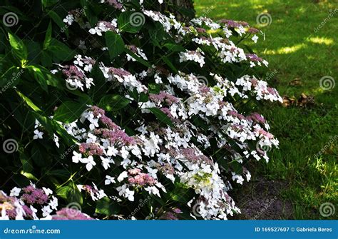 Hortensia Flowers In The Garden Stock Image Image Of Double