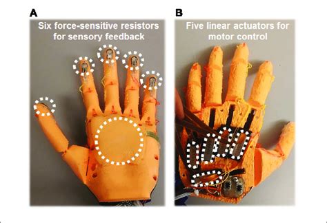 3d Printed Physical Prosthetic Hand Used For Embodiment Experiments