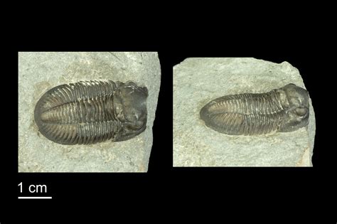 Trilobites — Museum Of The Earth
