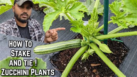 A Beginners Guide To Staking Up Zucchini Plants Greenthumbsguide