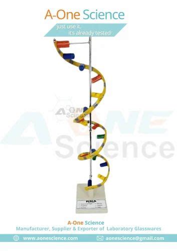 A One Science Biology Rna Model On Stand For Laboratory Standard At