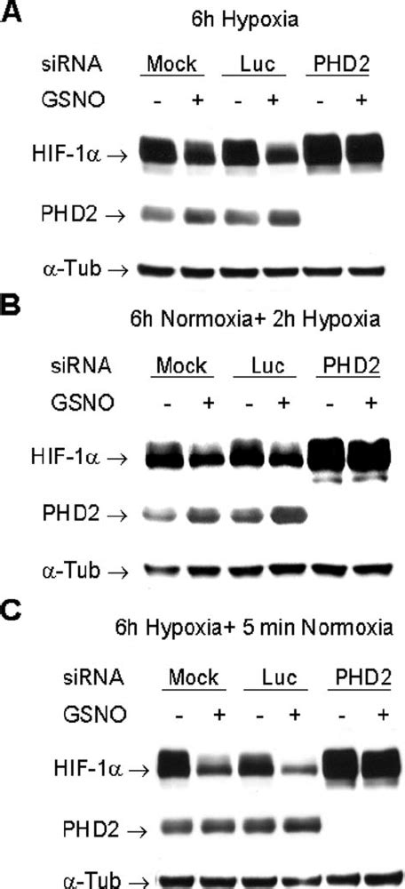 Phd3 Is Not Involved In No Induced Hif 1 ␣ Degradation U2os Cells Were