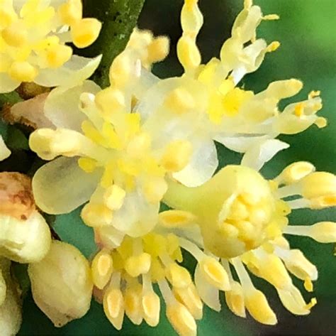 田舎暮らし 月桂樹ローリエの花 Kimagurepiのブログ