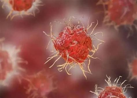 B细胞和t细胞的区别 知乎