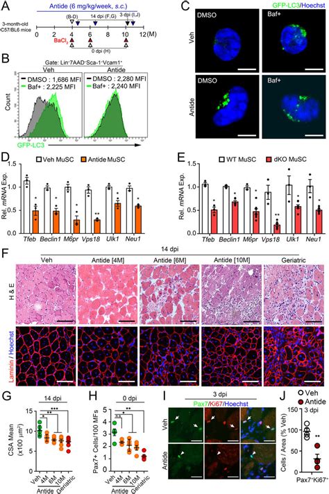 Impaired Autophagosome Clearance And Regenerative Function Of Muscs