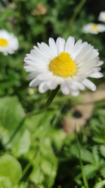 ヒナギク フラワーズ 芝生 Pixabayの無料写真 Pixabay
