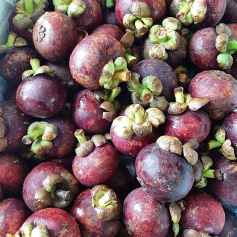 Jual Buah Manggis Segar 1 Kg Shopee Indonesia