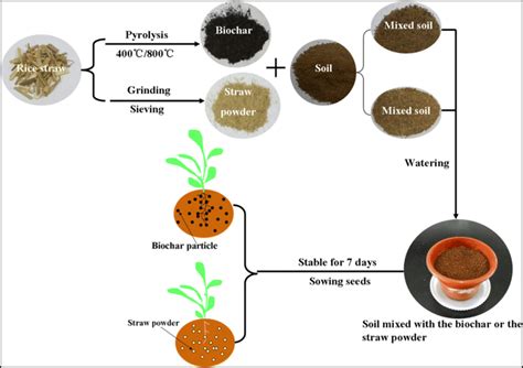 Flowchart Of The Pot Experiment Download Scientific Diagram