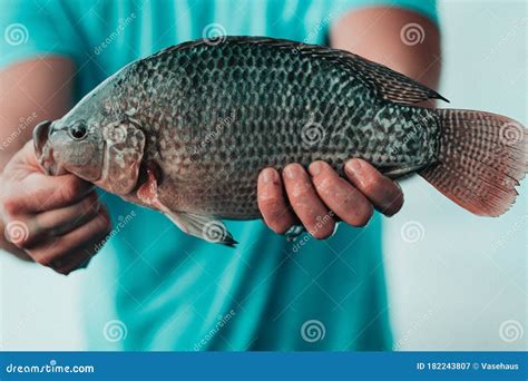 Fish Oreochromis Nilotica Isolated On White Background Royalty Free