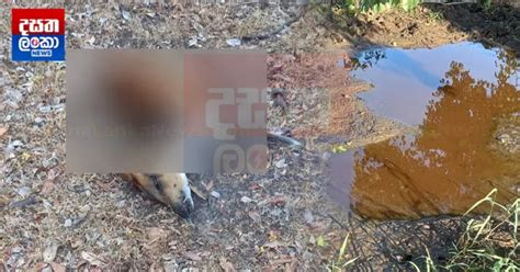 පානීය ජලයට වස දමා සතුන් දඩයම් කිරීමේ ජාවාරමක තොරතුරු හෙළිවෙයි Dasatha