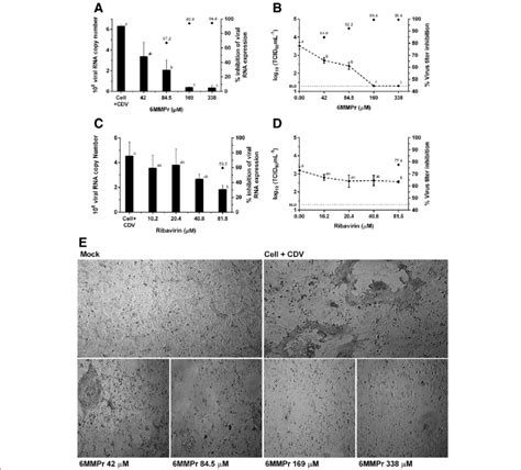 Antiviral Activity Assay Of 6mmpr And Rib Cdv Production Was Measured