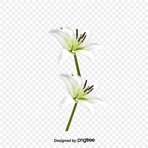 벡터 자유형 하얀 백합 꽃 일러스트 백합 클립 아트 벡터 다이어그램 손 Png 일러스트 및 Psd 이미지 무료 다운로드 Pngtree