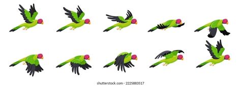 Parrot Animation Animated Parrots Flight Flying Stock Vector Royalty