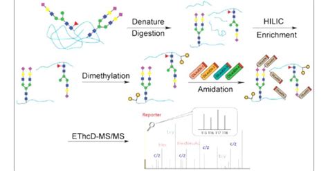 Mark Hilliard On Linkedin Novel Isobaric Tagging Reagent Enabled Multiplex Quantitative…
