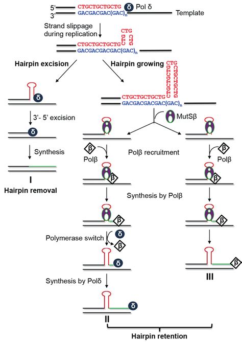 Strong And Specific Recognition Of Cagctg Repeat Dna 60 Off
