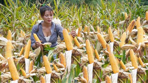 Amazing Girl Harvests Corn Alone Building Farm In The Forest YouTube