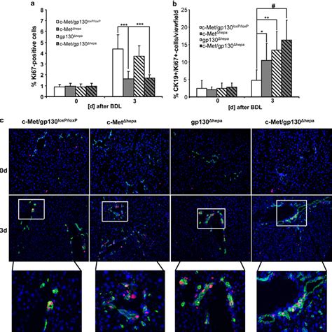 Cell Proliferation Analysis First Overall Cell Proliferation Was