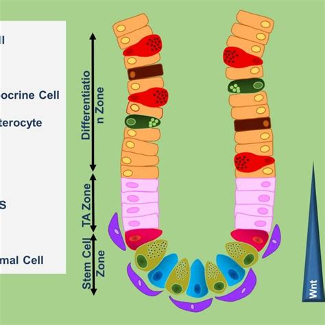 Schematic Depiction Of Colonic Epithelium Structure And Components The Download Scientific