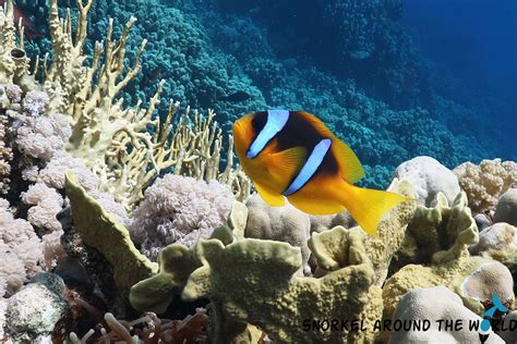 Coral Reef Fish Names
