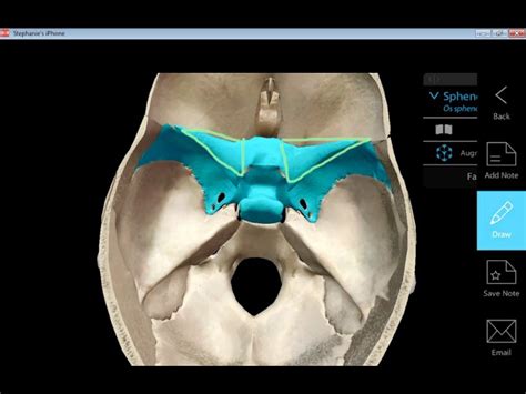 Anatomy Of Sphenoid Bone