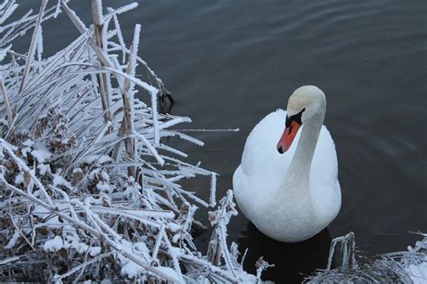 Gratis Foto Zwaan Sneeuw Natuur Winter Gratis Afbeelding Op