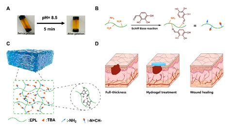 Figure 1 From A Rapid Crosslinking Antimicrobial Hydrogel With Enhanced