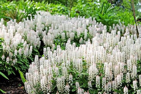 15 Low Growing Perennials To Plant In Your Border Garden