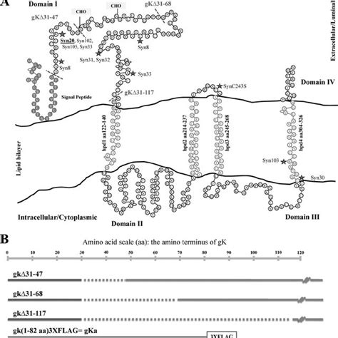 Hsv 1 Gk Membrane Topology A The Experimentally Validated Topology