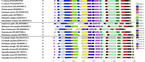 Motifs Of Volvariella Volvacea Pyd21 Mip Protein And Other Fungal Mip