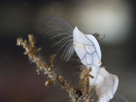 Goose Barnacle Scalpellum Scalpellum