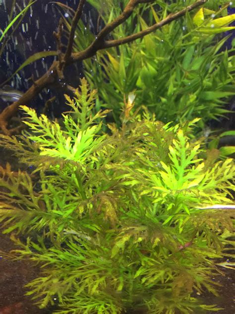 Is There A Way To Reduce Algae Buildup On Live Plants Raquariums