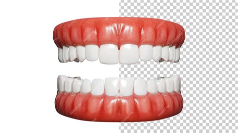 인간의 치아 의료 그림 잇몸과 치아와 인간의 턱 치과 해부학 전면보기 3d 렌더링 프리미엄 Psd 파일
