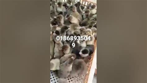 বিক্রি করা হবে Pigeon Youtube