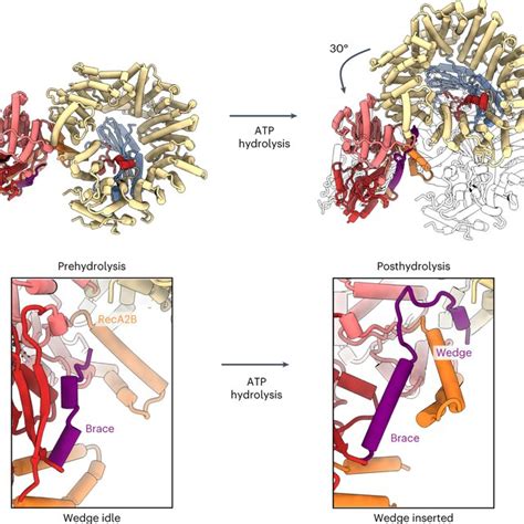 Posthydrolysis And Product State Of Mot1 Tbp Dna A Atpase Assay