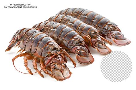 Australian Balmain Bugs Also Known As Moreton Bay Bugs These Crus On