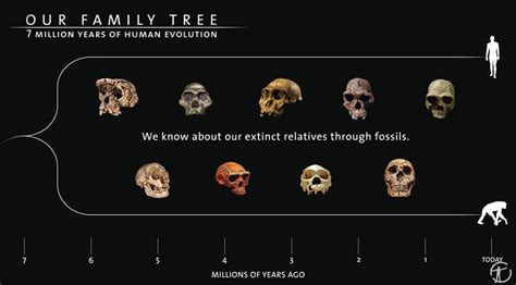 Flipboard Animated Timeline Of Human Evolution Showin