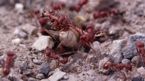 112 The Ant And The Grasshopper Stock Videos Footage And 4k Video Clips
