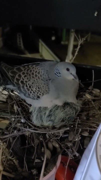 비둘기새끼부활🐦 Youtube