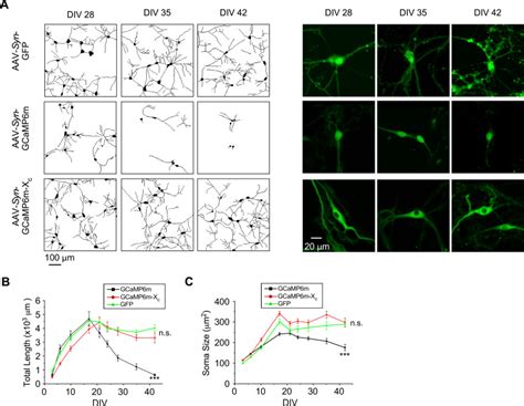 Chronic Ca2 Imaging Of Cortical Neurons With Long Term Expression Of Gcamp X Pmc