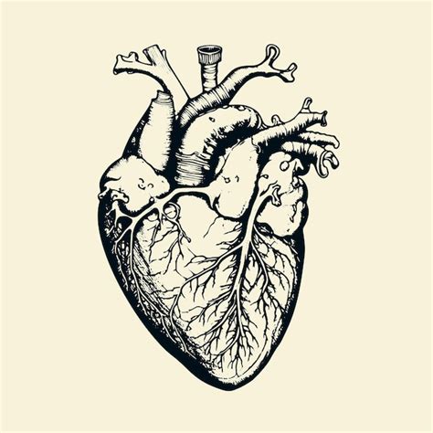 Ilustración Vintage De Un Corazón Humano Vector Premium