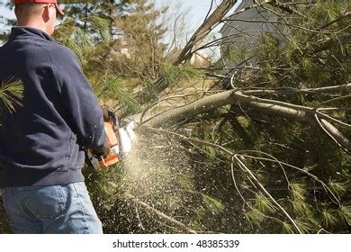 Man Cutting Fallen Tree Chainsaw Stock Photo 48385339 Shutterstock