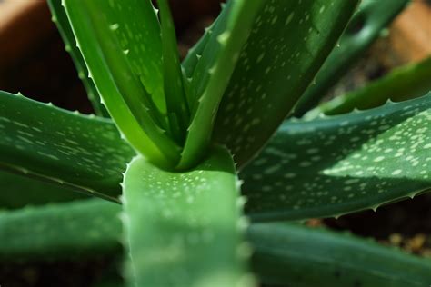 Aloe Aloe Vera Sacred Earth
