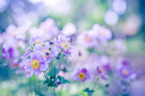 Beautiful Pink Orange Flowers In Forest Park Garden Vintage Nature