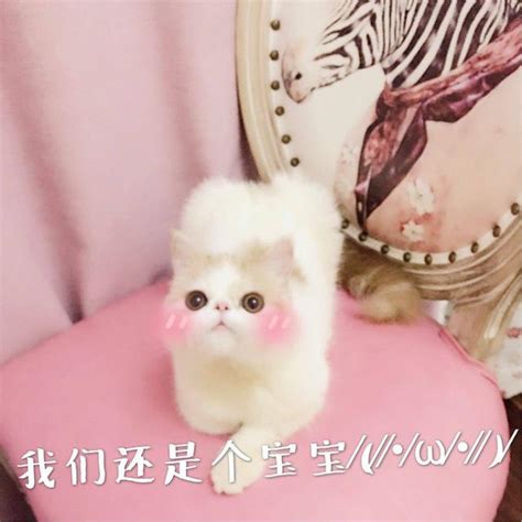 貓咪錶情包之好美的小姐姐 每日頭條