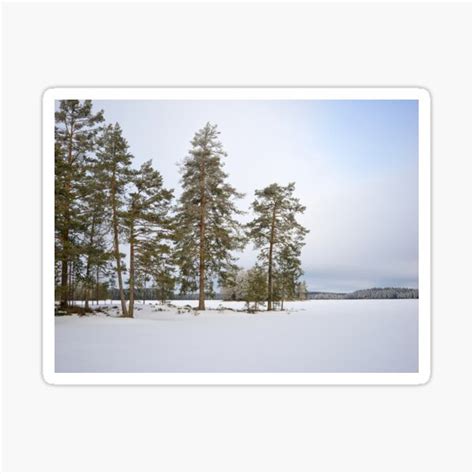 Pines By The Frozen Lake Haukkajarvi Sticker For Sale By Joukoklehto