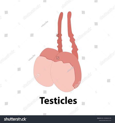 Epididymitis Inflammation Epididymis Testicle Illustration Adult Stock