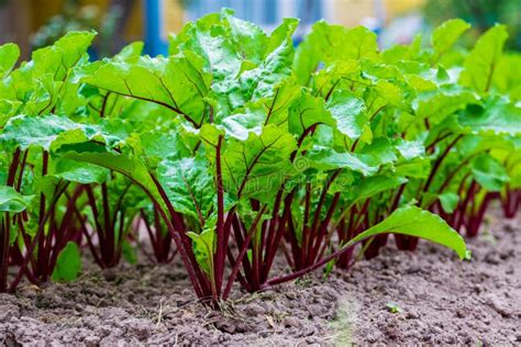 Young Fresh Beet Leaves Beetroot Plants In A Row From A Close Distance