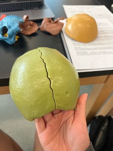 Bones Of The Cranium Flashcards Quizlet