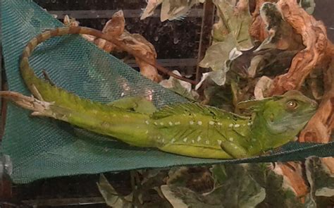 Se England Green Basilisk Reptile Forums